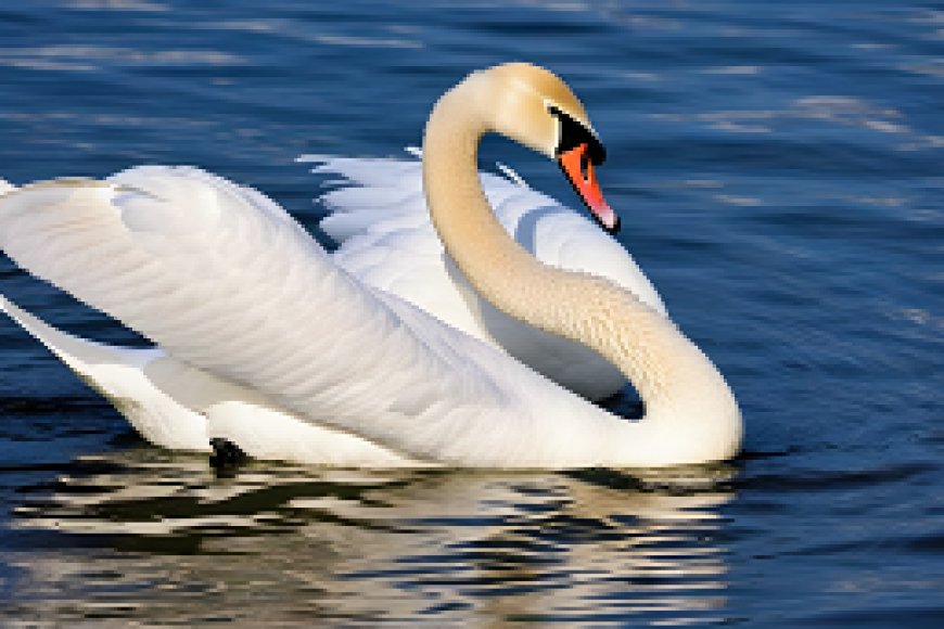 How do swans express their social behavior and communication in their ...