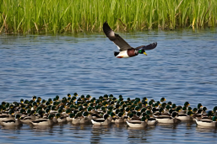 A study on the formation of waterfowl families and the impact of ...