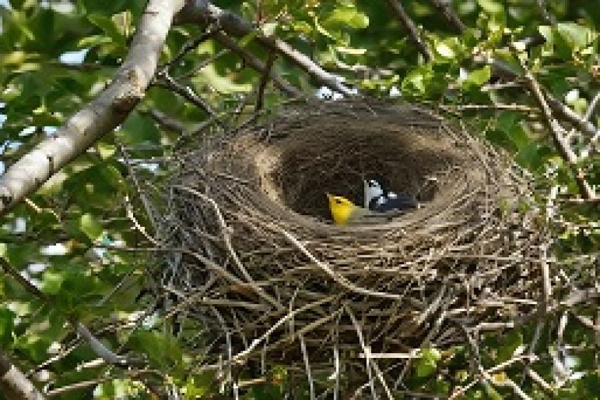 How Birds Build Their Nests - إقرأ مقال